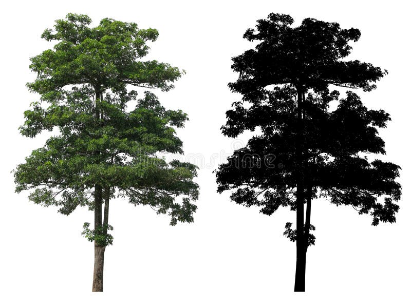 A Garden High Green Leaves Tree with Black Alpha Mask Isolated on White ...