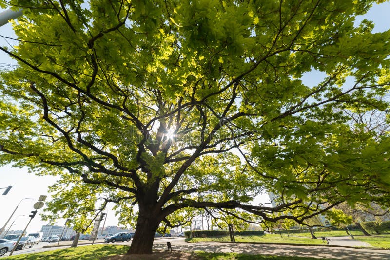 A Big High Green Tree in a Day Light Stock Image - Image of field, high ...