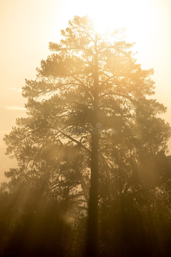 A Big High Tree in the Sunrise Light Stock Photo - Image of dewy ...