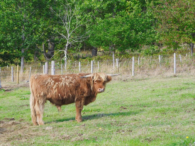 Big Highland Cattle Standing on a Grassy Field Stock Photo - Image of ...