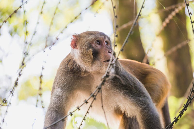 Big Monkey on a Trap stock image. Image of close, icons - 125833049