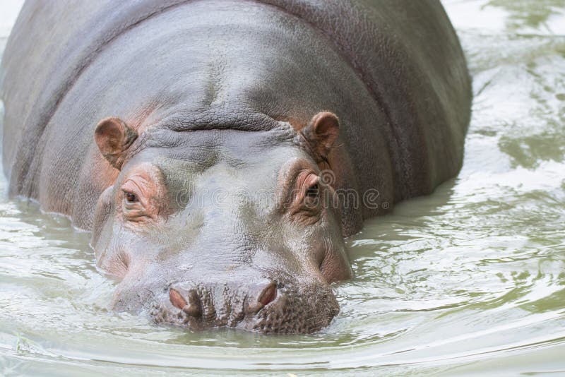 Big Hippo Floats in the Water Wears Away the Head Stock Photo - Image ...