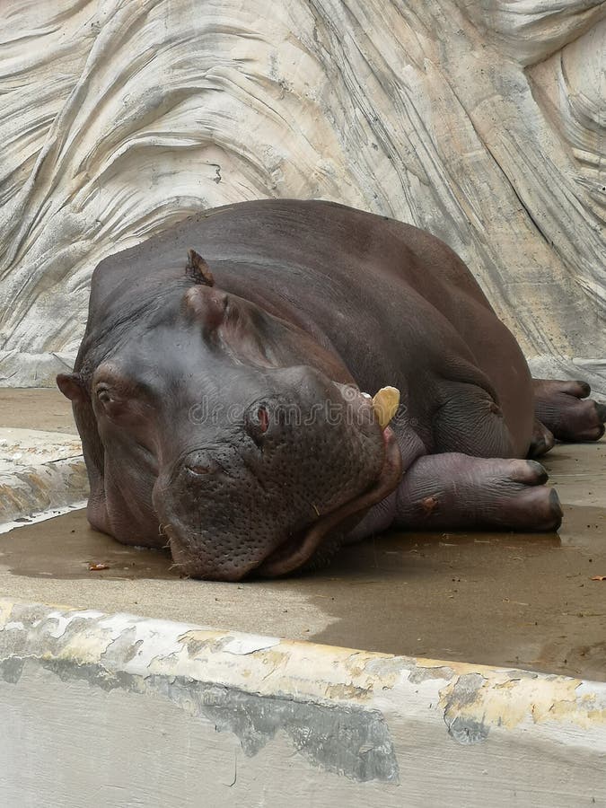 Big Hippo Laying at Tokyo Zoo Stock Image - Image of mammal, japan ...