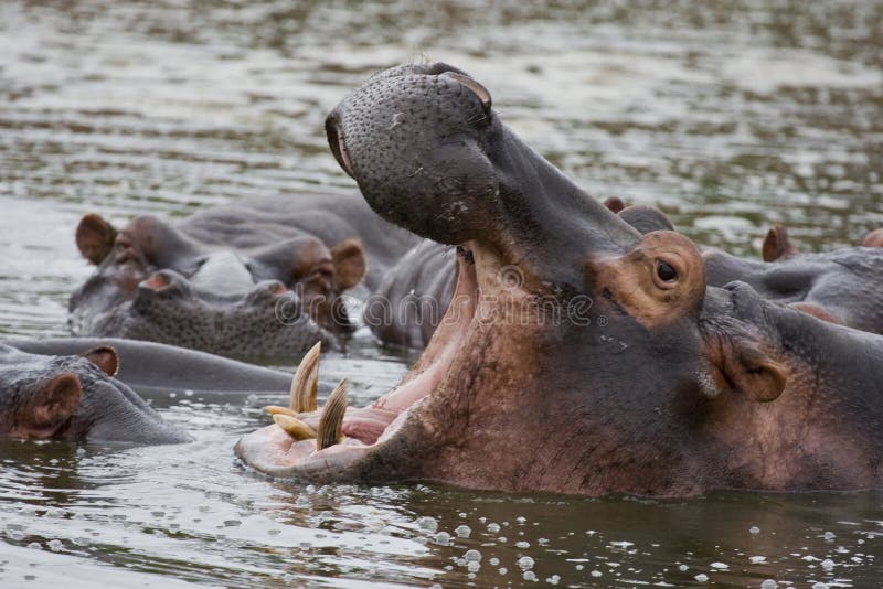 Big Hippo Teeth stock photo. Image of mammal, teeth, torso - 12604716