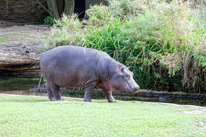 Big hippopotamus stock image. Image of aquatic, massive - 28582127