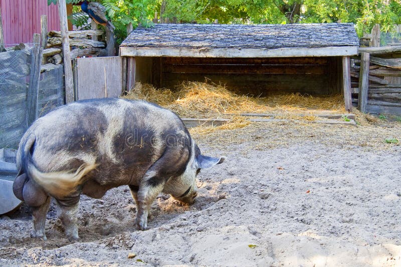 Big hog stock photo. Image of face, open, hair, rest - 21878438