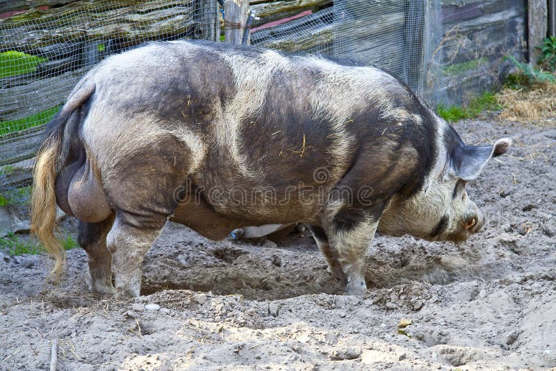 Big hog stock image. Image of cute, dirt, nature, family - 21879091