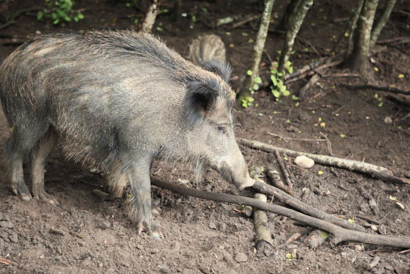 Big hog stock image. Image of baby, eyes, animals, nature - 34728711