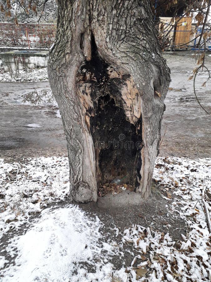 Big hollow in a huge tree stock image. Image of trunk - 203908947