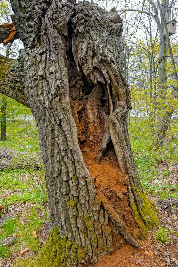 A big hollow tree trunk. stock image. Image of sapless - 129155827