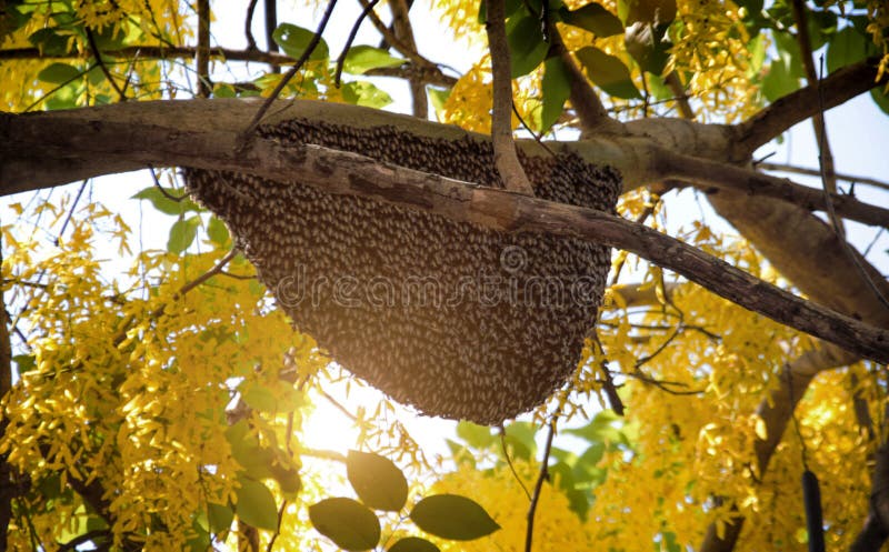 Comb Bee Hanging on Yellow Tree in Nature Stock Photo - Image of ...