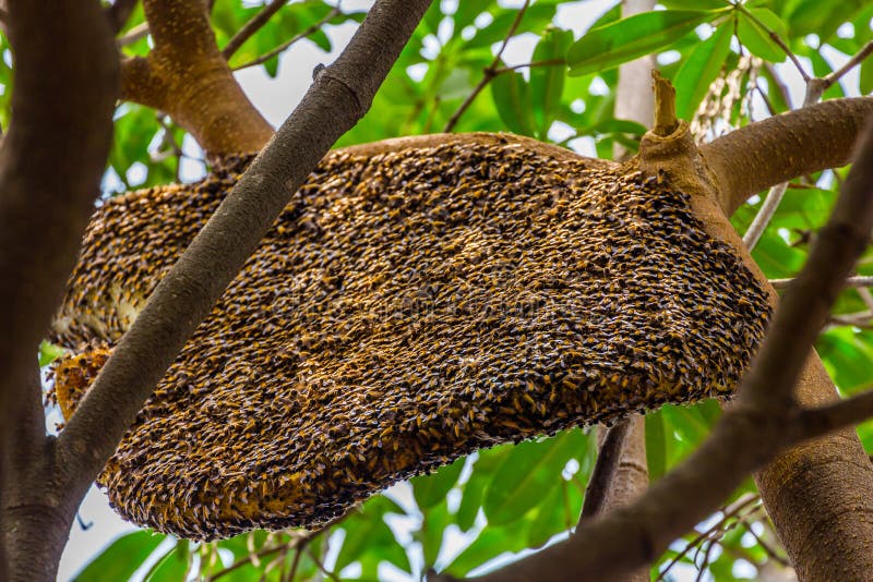 Honeycomb on tree stock photo. Image of nature, color - 173228698