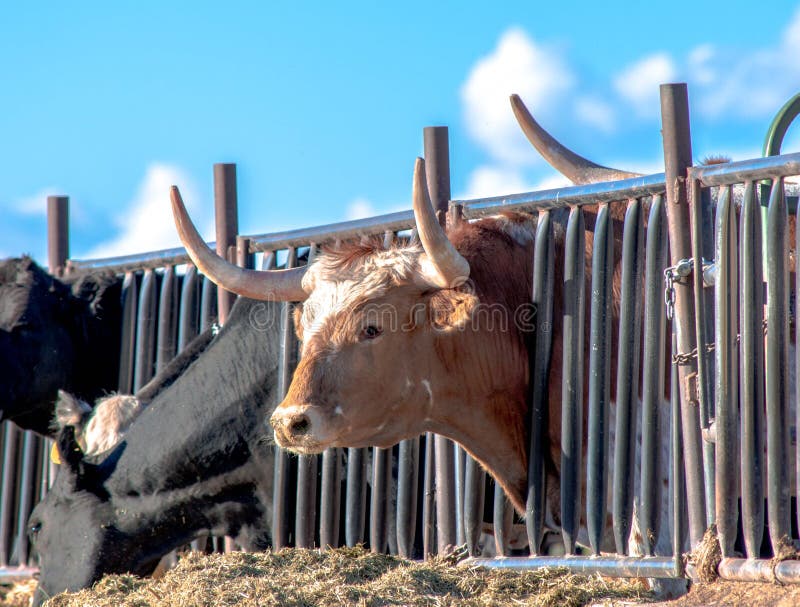 Big Horn Bully stock photo. Image of bull, horns, country - 94933682