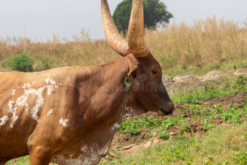 Brown with White Patches Big Horn Cattle with Ear Tag Standing in a ...