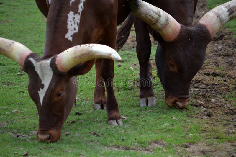 Big Horn Cattle stock photo. Image of bovine, grazing - 41630818