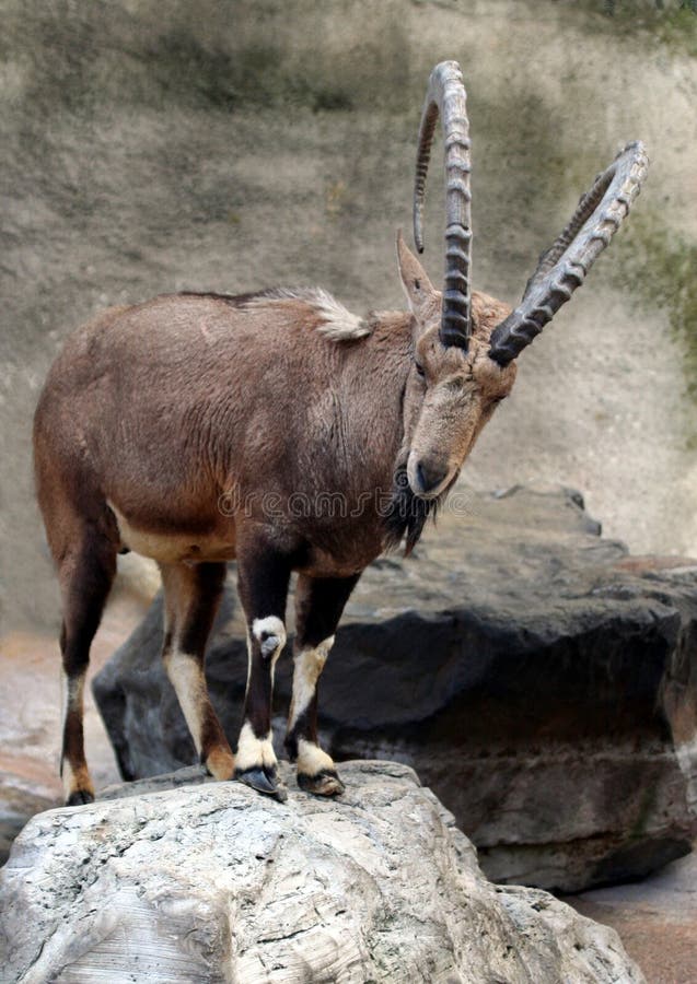 Big Horn Goat stock photo. Image of ibex, beard, goatee - 8583538