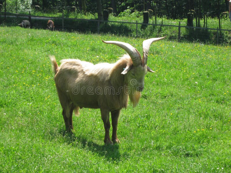Big horn goat stock photo. Image of brown, goat, white - 51301456
