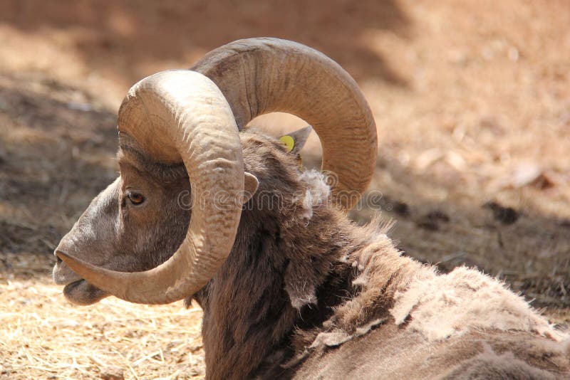 Big Horn Sheep stock photo. Image of mouth, neck, point - 31175828