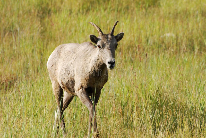 Big horn ram stock photo. Image of outdoor, rocky, group - 6940322