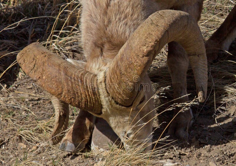 Big Horn Ram Feeding stock image. Image of male, quick - 52299657