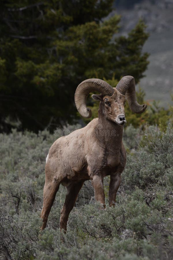 Big horn ram stock image. Image of sage, wild, stands - 71886899