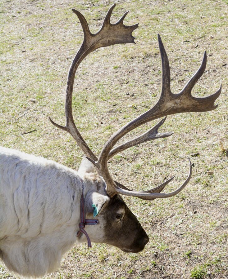 Big Horn of Reindeer stock photo. Image of standing - 257516224