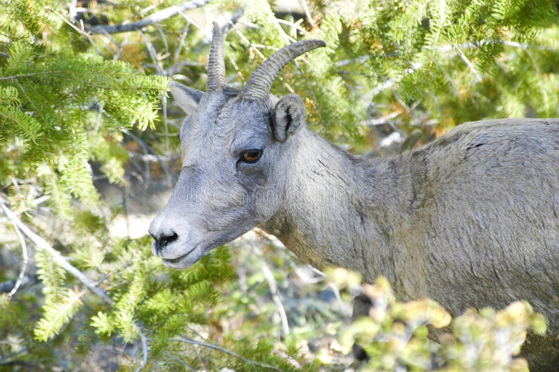 Female Big Horn Sheep stock photo. Image of female, animal - 11727296