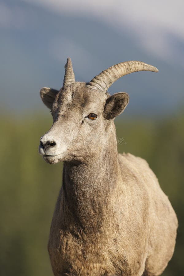833 Female Big Horn Sheep Stock Photos - Free & Royalty-Free Stock ...
