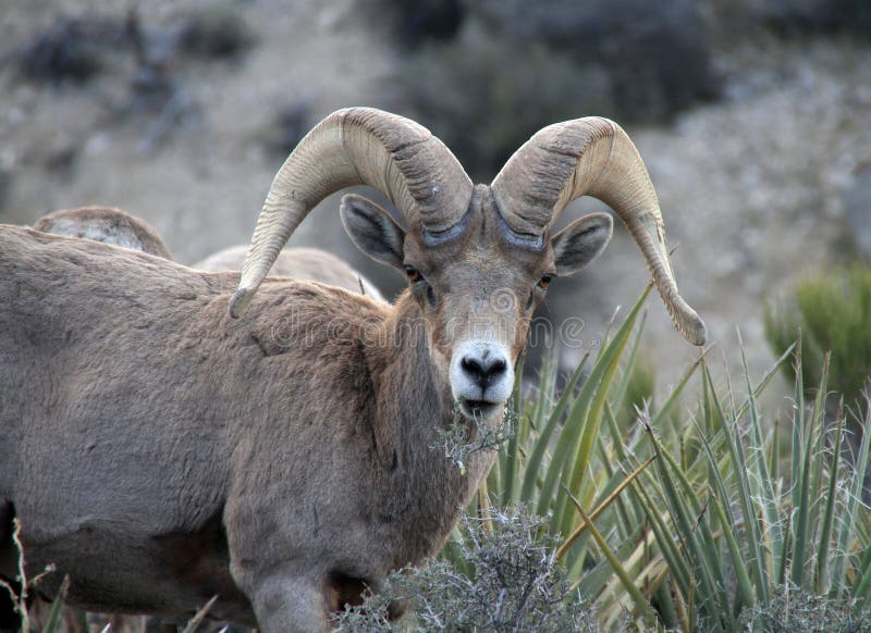 3,345 Big Horn Sheep Horns Stock Photos - Free & Royalty-Free Stock ...