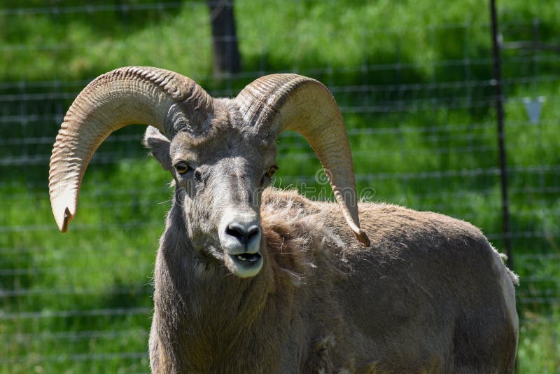 Chewing sheep stock photo. Image of eating, lamb, animal - 9093032