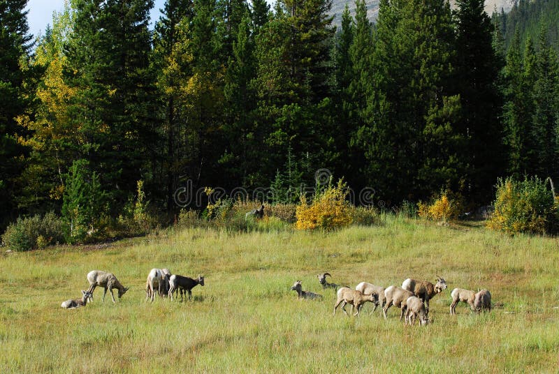 Big horn sheep family stock image. Image of mountain, rocky - 7210275