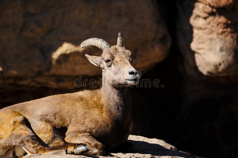 Big Horn Sheep stock photo. Image of desert, bighorn - 39942620
