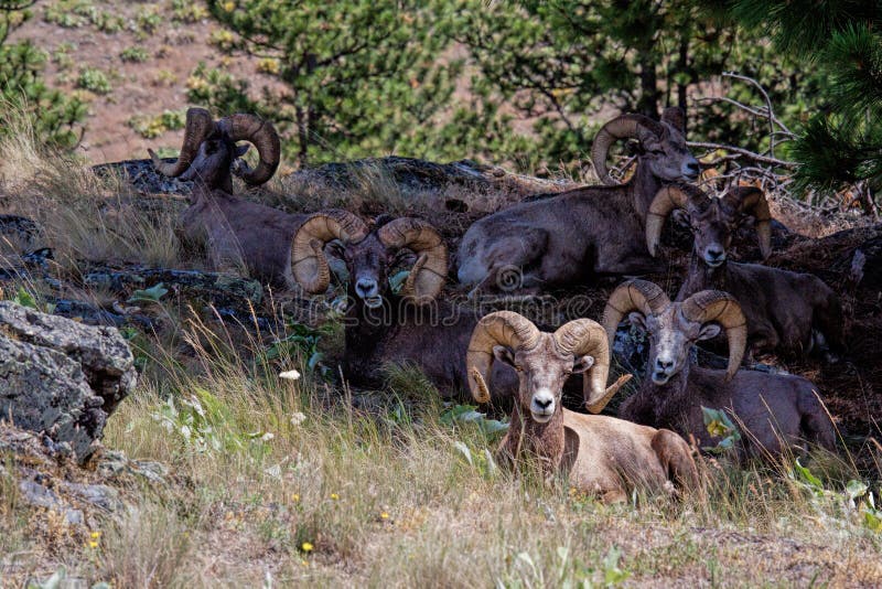 Bighorns Stock Photos - Download 107 Royalty Free Photos