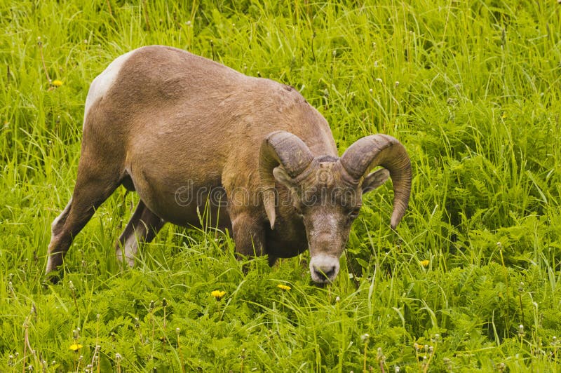 Big Horn Sheep on Highway 40, Alberta, Canada Stock Image - Image of ...