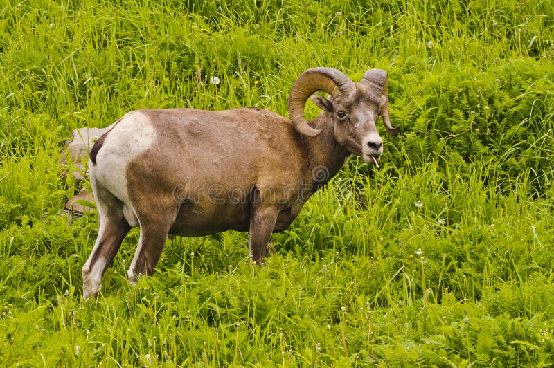 Big Horn Sheep on Highway 40, Alberta, Canada Stock Image - Image of ...