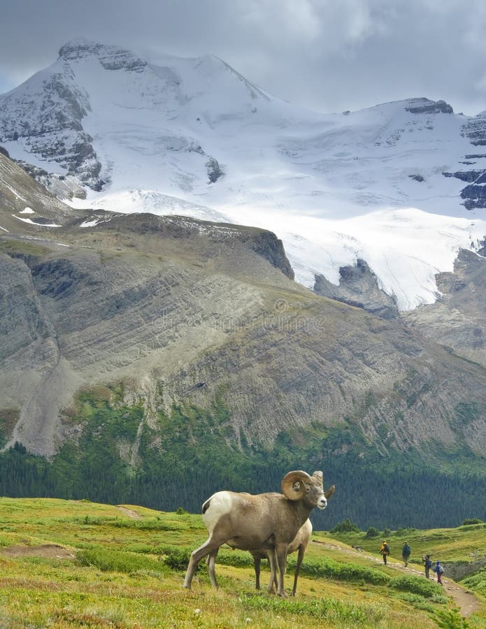 Melting Glacier stock photo. Image of melt, mountainous - 2126154