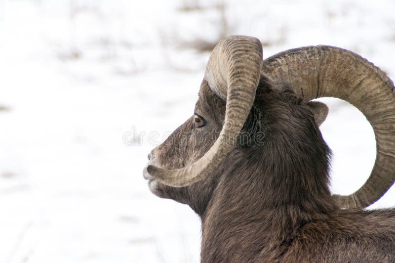 Big Horn Sheep Ram stock photo. Image of moose, animal - 59237960