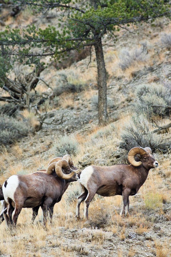 Bighorn Sheep Rams Fighting Stock Image - Image of fight, sheep: 13159929