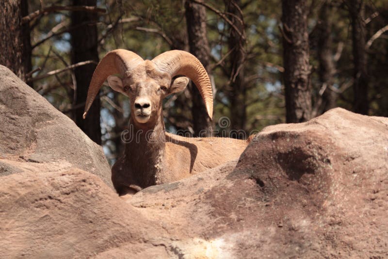 Big Horn Sheep stock image. Image of forest, rack, mouth - 91880045