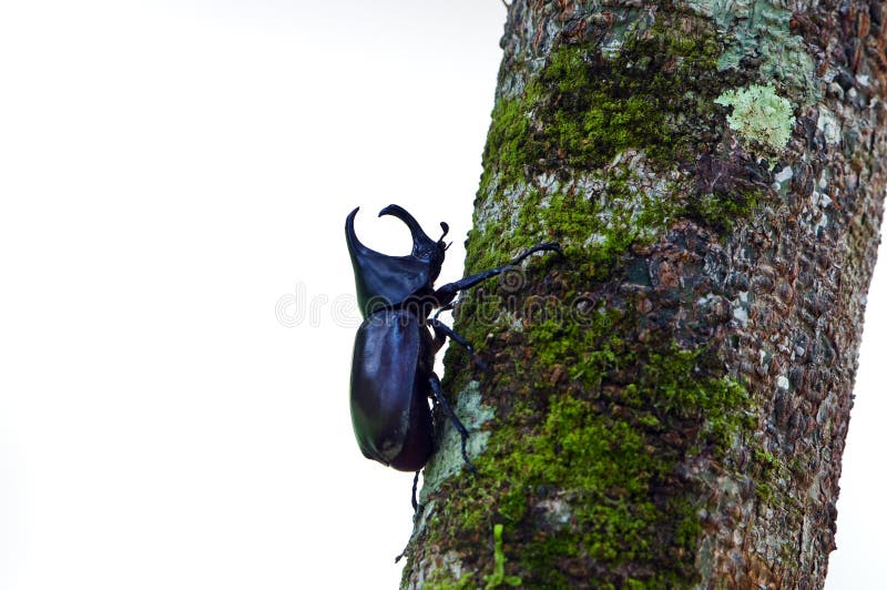 Big horned beetle stock image. Image of fauna, color - 27180619