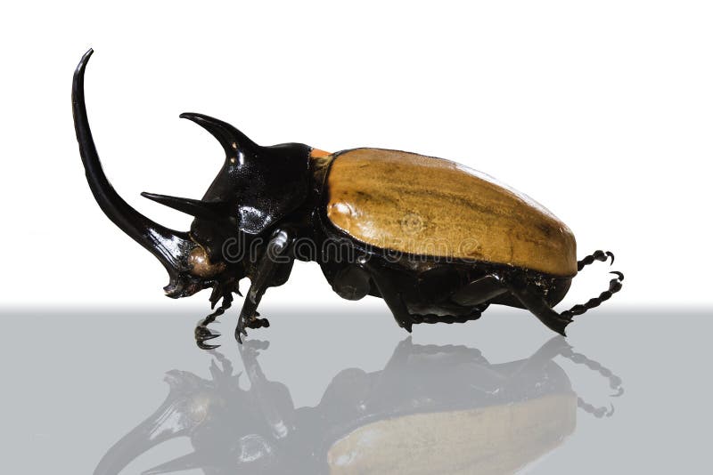 Big horned beetle. stock image. Image of darelle, beetle - 34696673