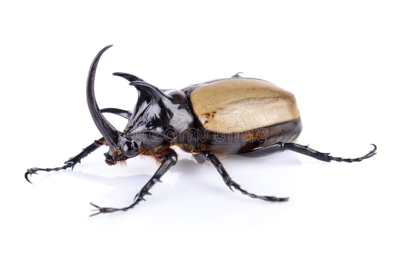 Big horned beetle stock photo. Image of antenna, beetle - 15091774