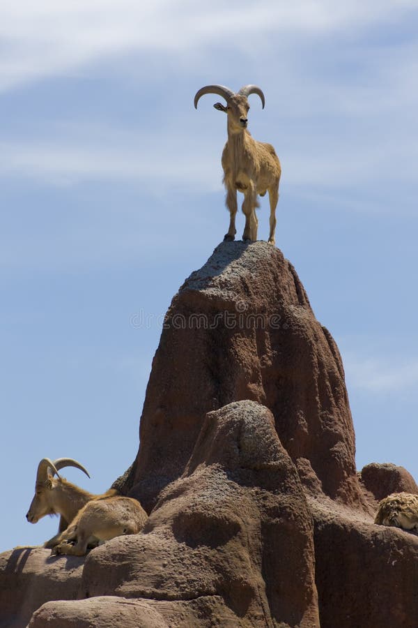 22+ Mountain goats rocks Free Stock Photos - StockFreeImages