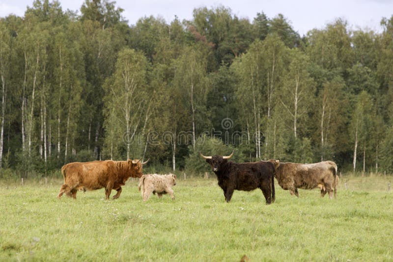 Big-horned Ox in a Farm. Big-horned Ox in a Farm in Latvia Stock Photo ...