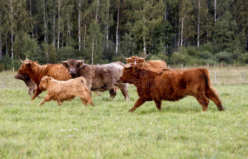 Big-horned Ox in a Farm. Big-horned Ox in a Farm in Latvia Stock Photo ...
