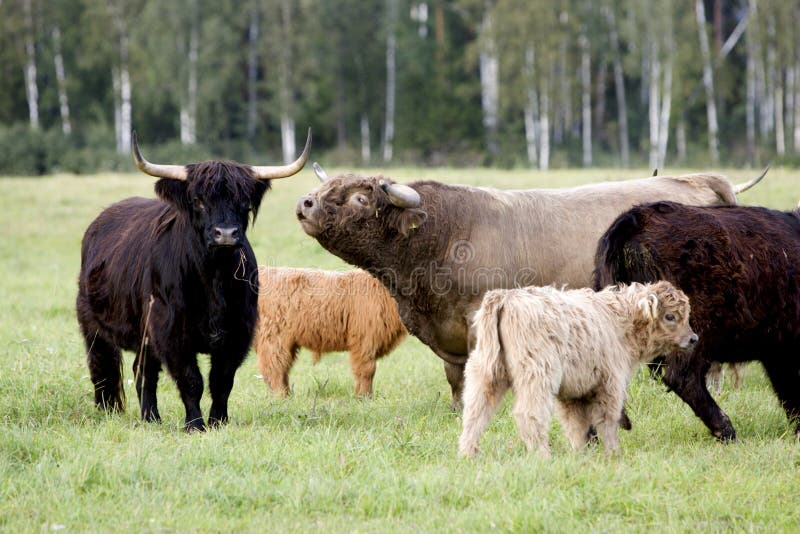 Big-horned Ox in a Farm. Big-horned Ox in a Farm in Latvia Stock Image ...