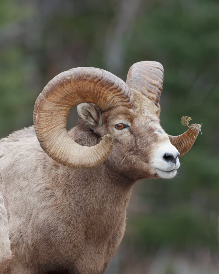 2,290 Big Horn Ram Portrait Stock Photos - Free & Royalty-Free Stock ...