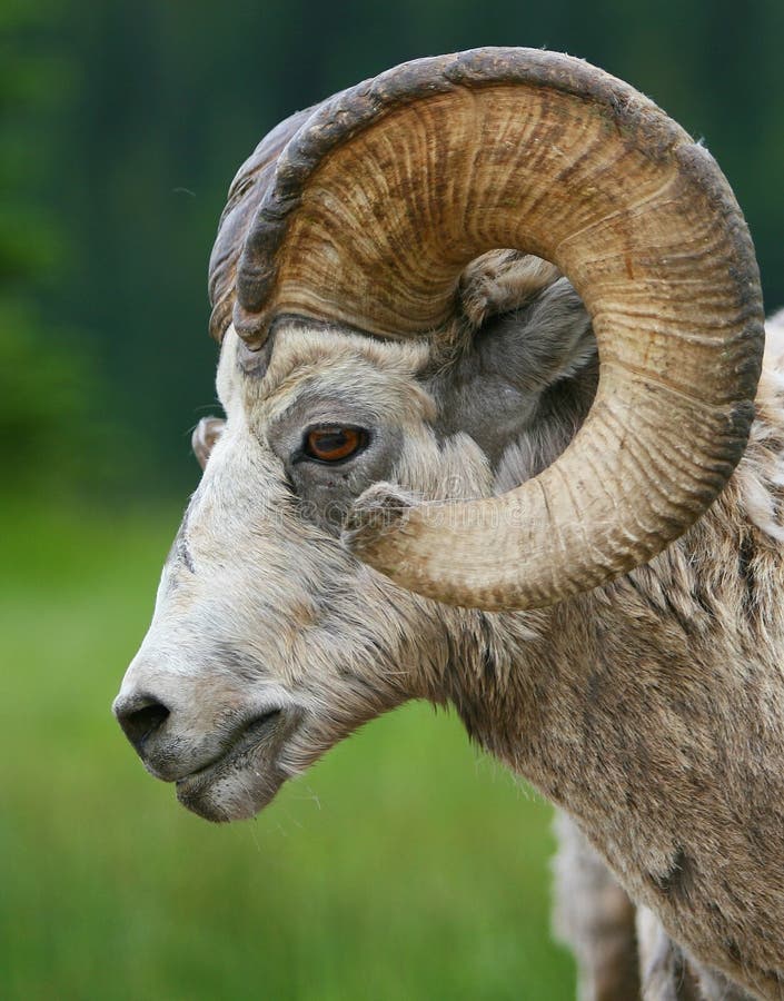 Big horned sheep stock image. Image of outdoors, animal - 26610433