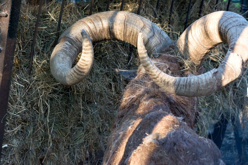 Big horns of wild goat stock image. Image of fauna, brown - 167730055