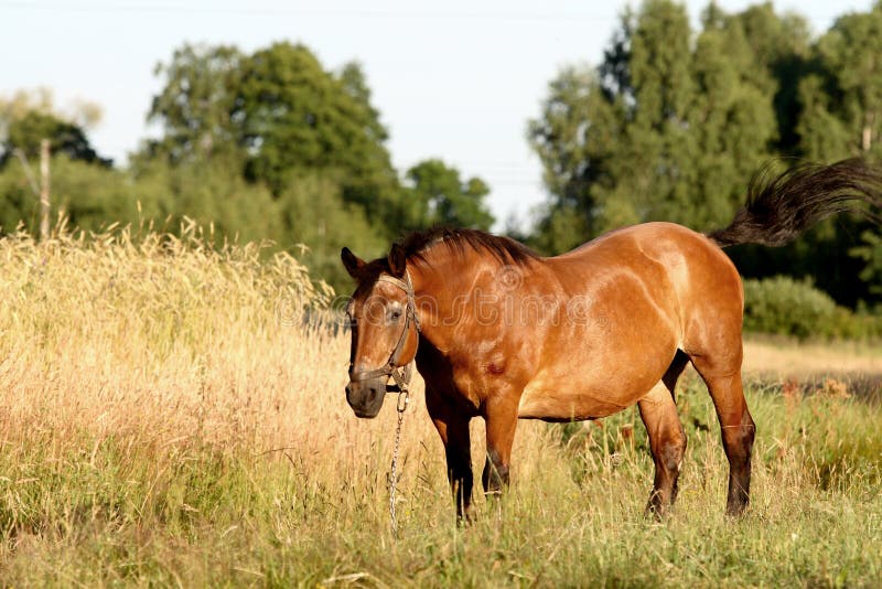 Big Horse Picture. Image: 5646754